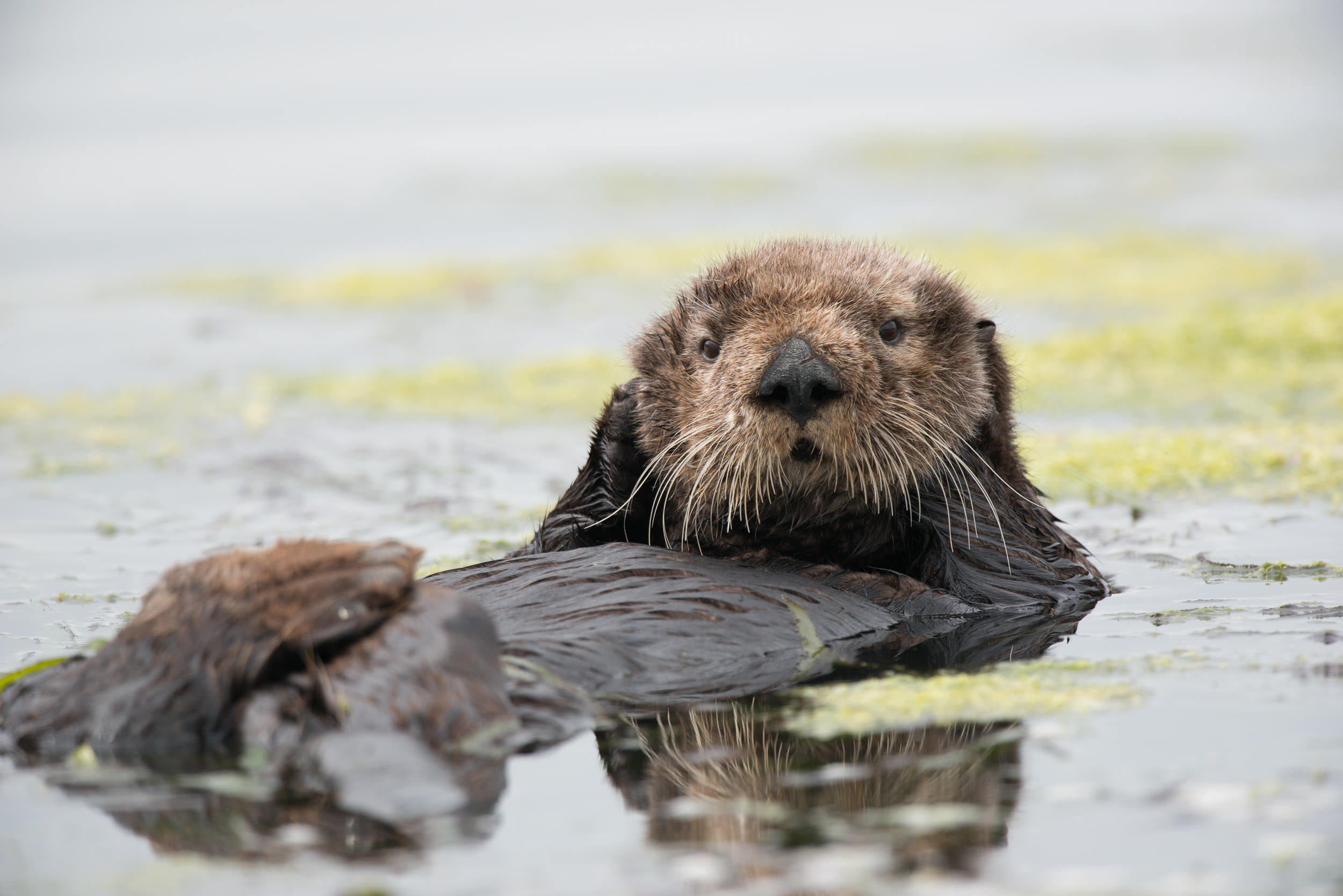 Elkhorn Slough Foundation (ESF)