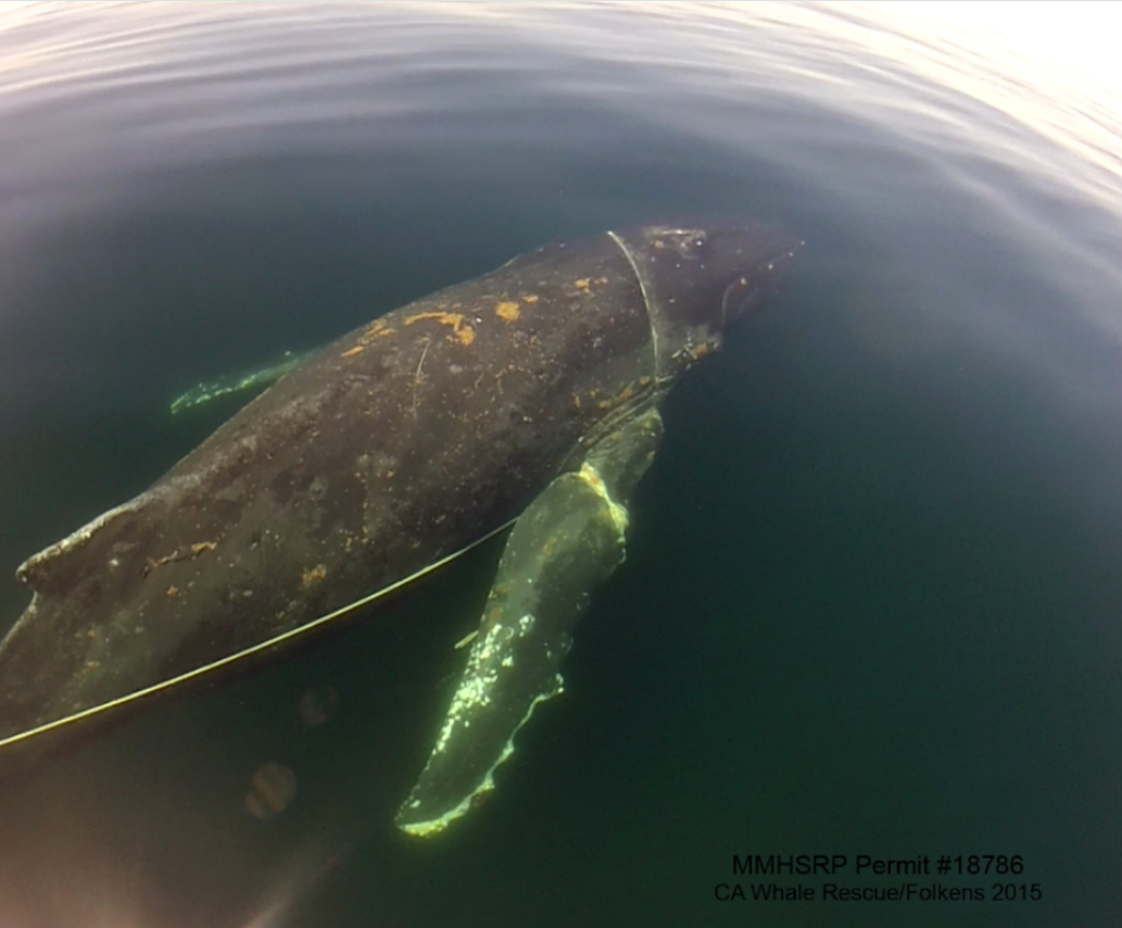Monterey Bay National Marine Sanctuary Foundation